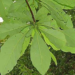 The Biodiversity of Singapore- Terminalia subspathulata