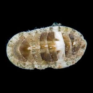 The Biodiversity of Singapore- Polyplacophora sp. 5