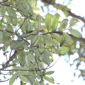 The Biodiversity of Singapore- Xylopia fusca