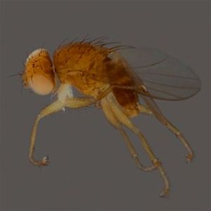 The Biodiversity of Singapore- Canacidae sp. ZRC_BDP0103595