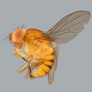 The Biodiversity of Singapore- Drosophila (Sophophora), melanogaster ...