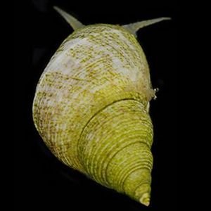 The Biodiversity of Singapore- Littoraria sp.