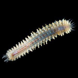 The Biodiversity of Singapore- Polynoidae sp. INT-0426