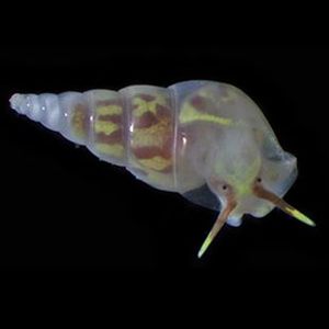 The Biodiversity of Singapore- Eulimidae sp. 2