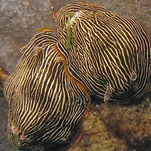 The Biodiversity of Singapore- Chromodoris lineolata