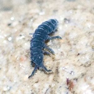 The Biodiversity of Singapore- Collembola sp.