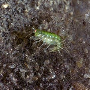 The Biodiversity of Singapore- Amphipoda sp. 52