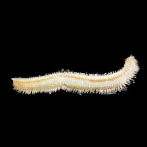 The Biodiversity of Singapore- Eurythoe sp. IP0133