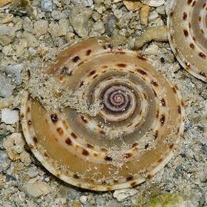 The Biodiversity of Singapore- Architectonicidae sp.