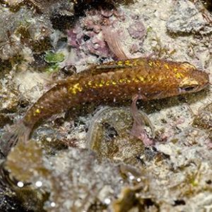 The Biodiversity of Singapore- Actinopterygii sp. 4