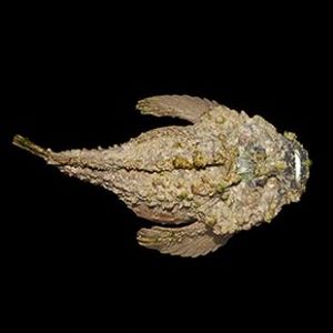 The Biodiversity of Singapore- Synanceia horrida