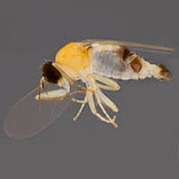 The Biodiversity of Singapore- Elaphropeza furca