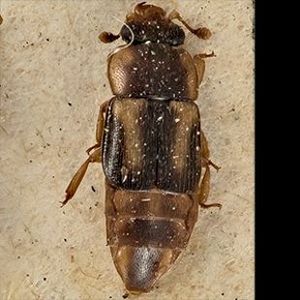 The Biodiversity of Singapore- Brachypeplus (Selis) apicalis