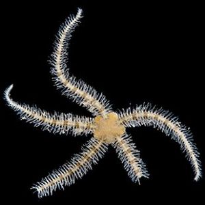 The Biodiversity of Singapore- Ophiothrix (Ophiothrix) sp. 28