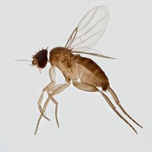 The Biodiversity of Singapore- Phoridae sp. ZRC_BDP0128517