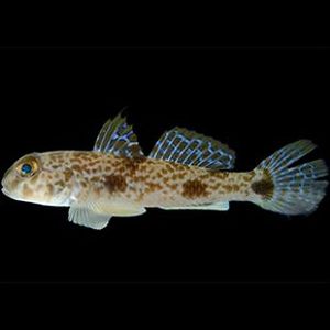 The Biodiversity of Singapore- Acentrogobius nebulosus