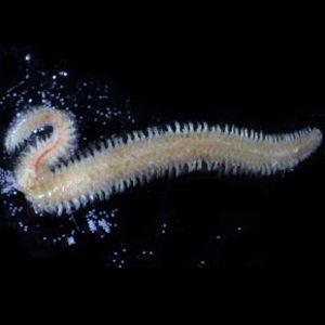 The Biodiversity of Singapore- Chrysopetalidae sp. 8