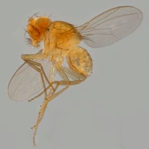 The Biodiversity of Singapore- Drosophilidae sp. ZRC_BDP0303911