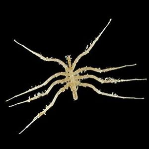 The Biodiversity of Singapore- Pycnogonida sp. 5