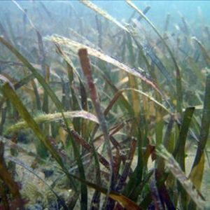 The Biodiversity of Singapore- Cymodocea rotundata