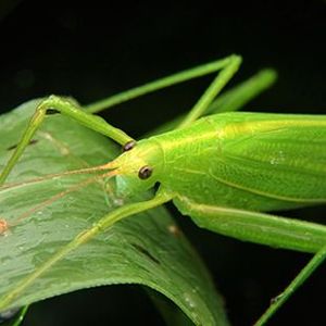 The Biodiversity of Singapore- Elimaea (Elimaea) subcarinata