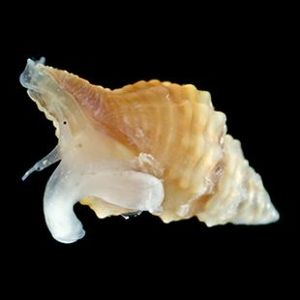 The Biodiversity of Singapore- Gastropod sp. 16