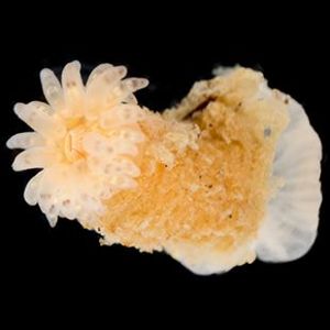 The Biodiversity of Singapore- Burrowing anemone sp. SEA-1462