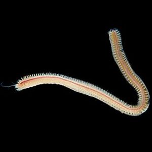 The Biodiversity of Singapore- Sigalionidae sp. SS-1746