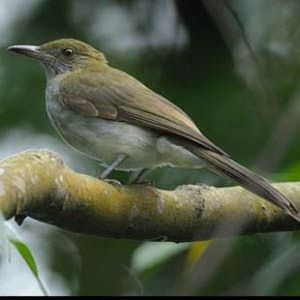 The Biodiversity of Singapore- Ixos malaccensis