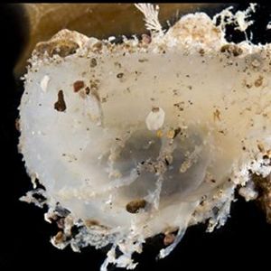 The Biodiversity of Singapore- Solitary ascidian sp. 11