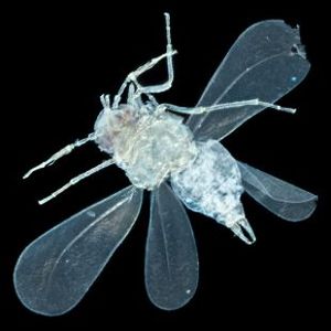 The Biodiversity of Singapore- Hemiptera sp. ZRC_BDP0143716