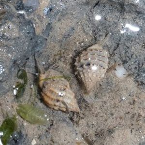 The Biodiversity of Singapore- Nassarius echinatus