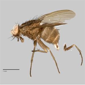 The Biodiversity of Singapore- Muscidae sp. ZRC_BDP0025362