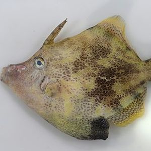 The Biodiversity of Singapore- Monacanthidae sp. SS-2482