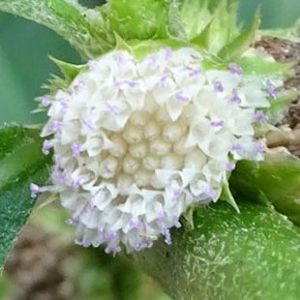 The Biodiversity of Singapore- Struchium sparganophorum