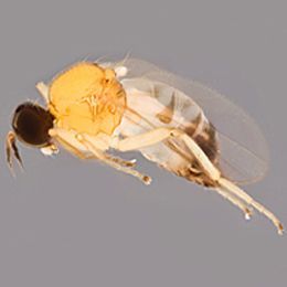 The Biodiversity of Singapore- Elaphropeza asiophila