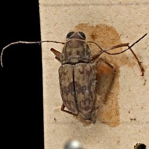 The Biodiversity of Singapore- Litocerus miles