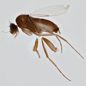 The Biodiversity of Singapore- Phoridae sp. ZRC_BDP0070369