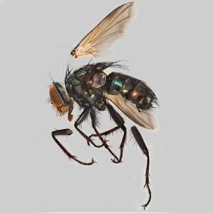 The Biodiversity of Singapore- Calliphoridae sp. ZRC_BDP0025411