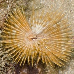 The Biodiversity of Singapore- Sabellidae sp.