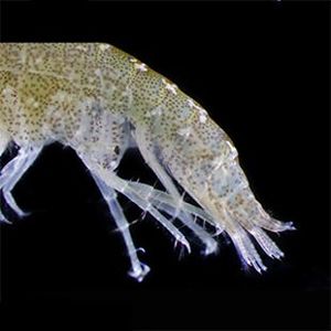 The Biodiversity of Singapore- Amphipoda sp. 9