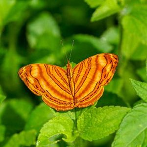 The Biodiversity of Singapore- Chersonesia rahria rahria