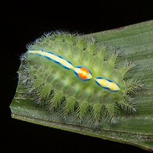 The Biodiversity of Singapore- Thosea vetusta