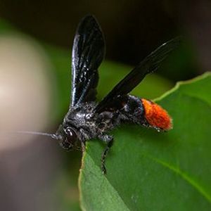 The Biodiversity of Singapore- Megascolia azurea