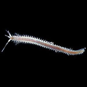 The Biodiversity of Singapore- Diopatra sp. SEA-6797