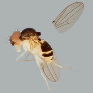 The Biodiversity of Singapore- Mycodrosophila sp. ZRC_BDP0091493