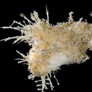 The Biodiversity of Singapore- Solitary ascidian sp. 6
