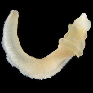 The Biodiversity of Singapore- Acorn worm sp. 2