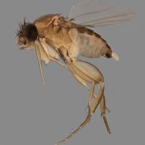 The Biodiversity of Singapore- Megaselia sp. ZRC_BDP0033122