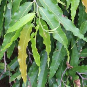 The Biodiversity of Singapore- Monoon longifolium